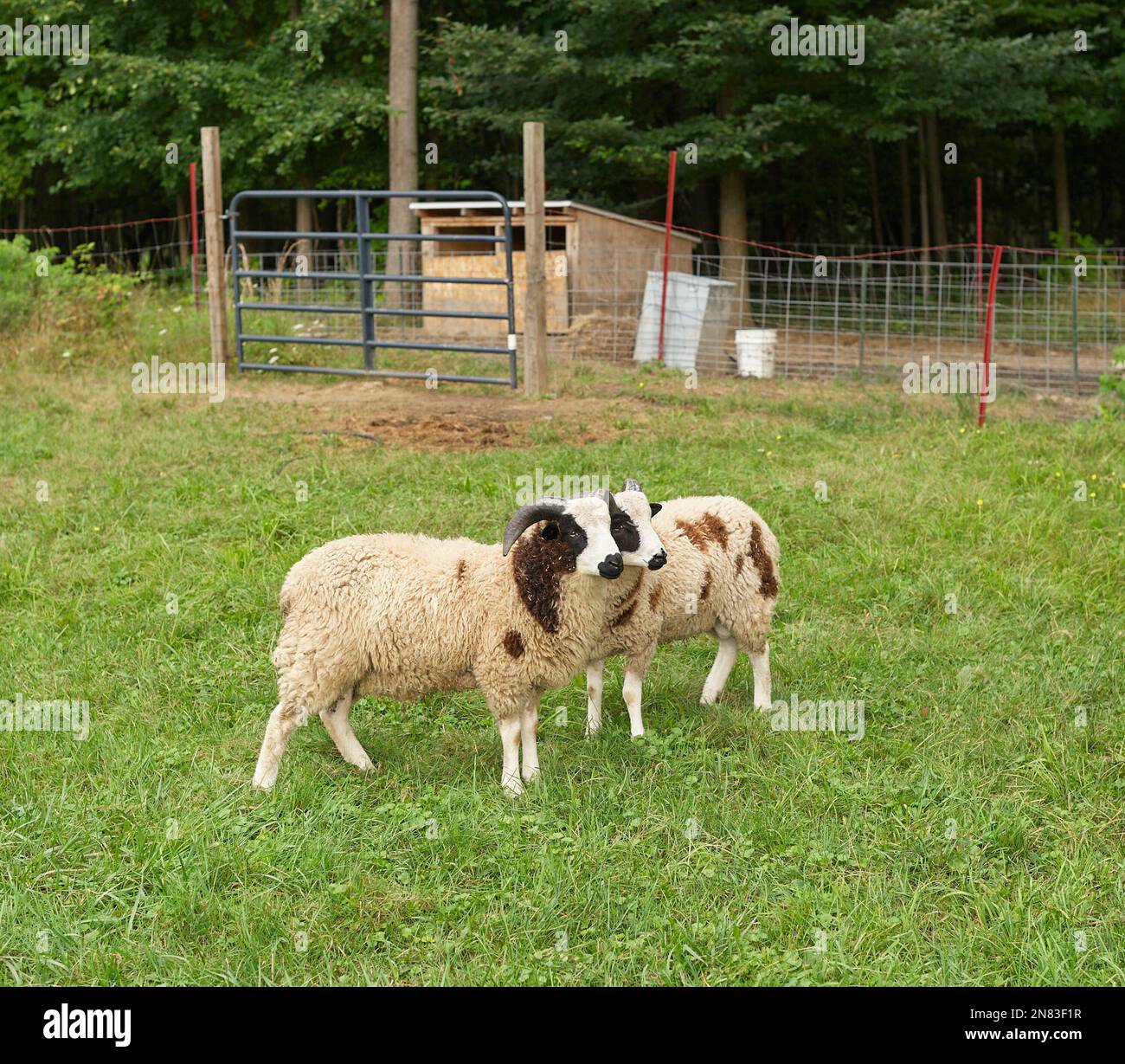 Pair of sheep in barnyard at summer camp Stock Photo - Alamy