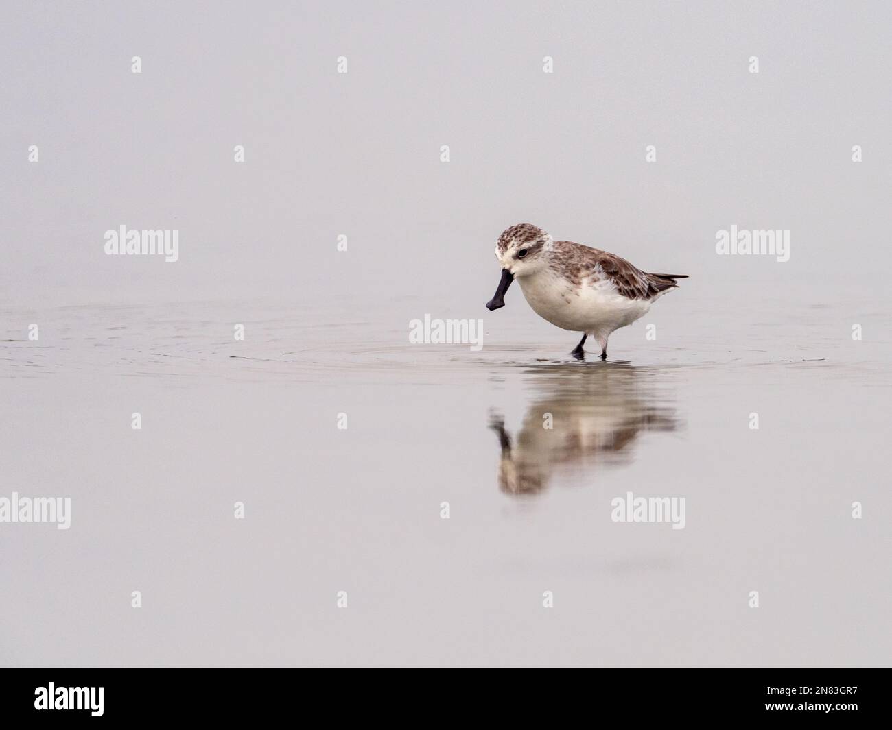 Spoon-billed Sandpiper, Calidris pygmaea, a critically endangered ...