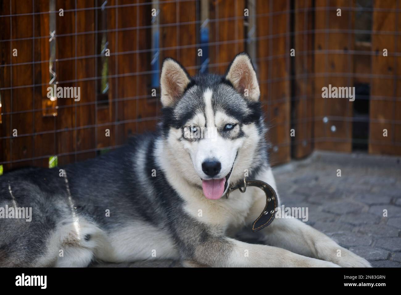 Siberian husky. Dog looking at the camera Stock Photo - Alamy