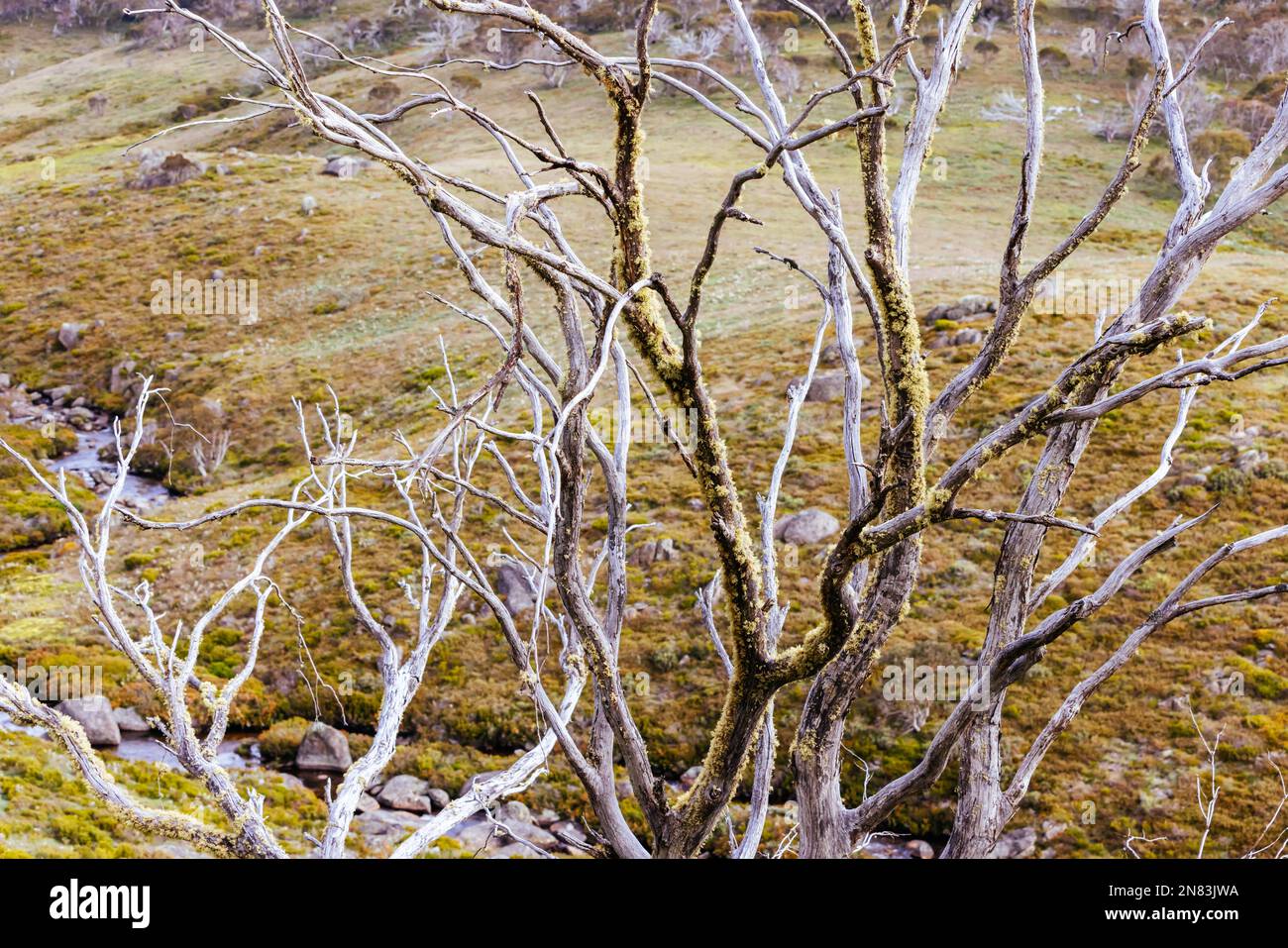 A landscape view in the late afternoon on the Cascade Hut Trail near ...
