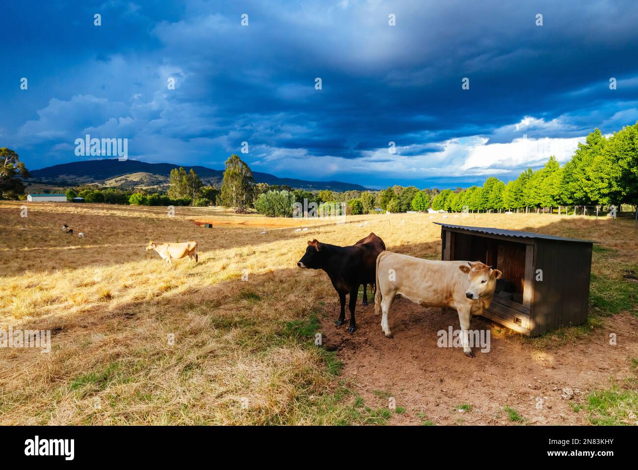 Farm landscape with cattle near sunset on a stormy afternoon in ...