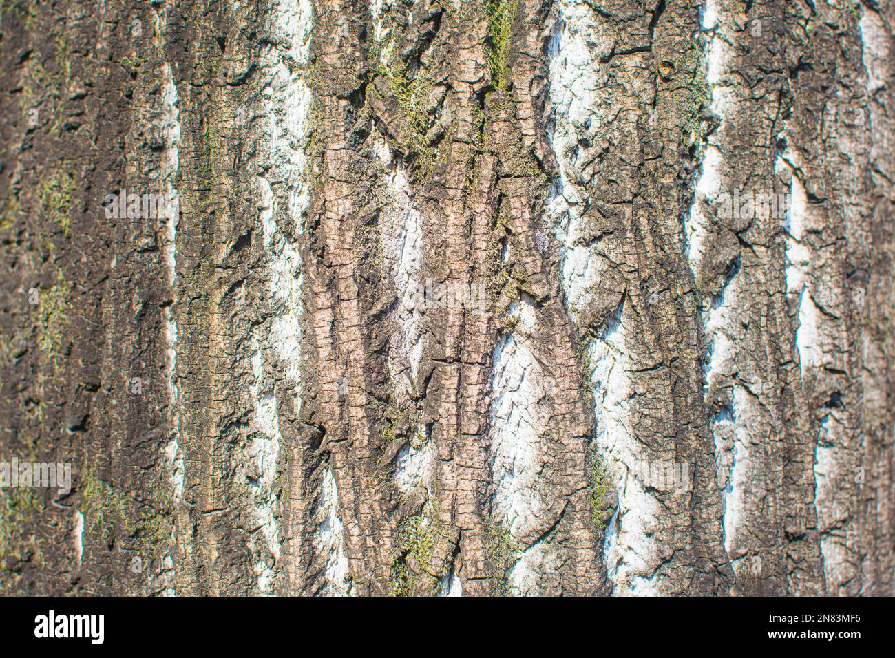 The rough weathered surface of tree bark Stock Photo - Alamy