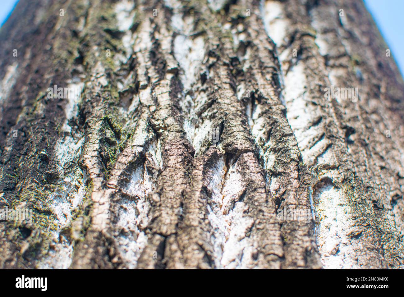 The rough weathered surface of tree bark Stock Photo - Alamy