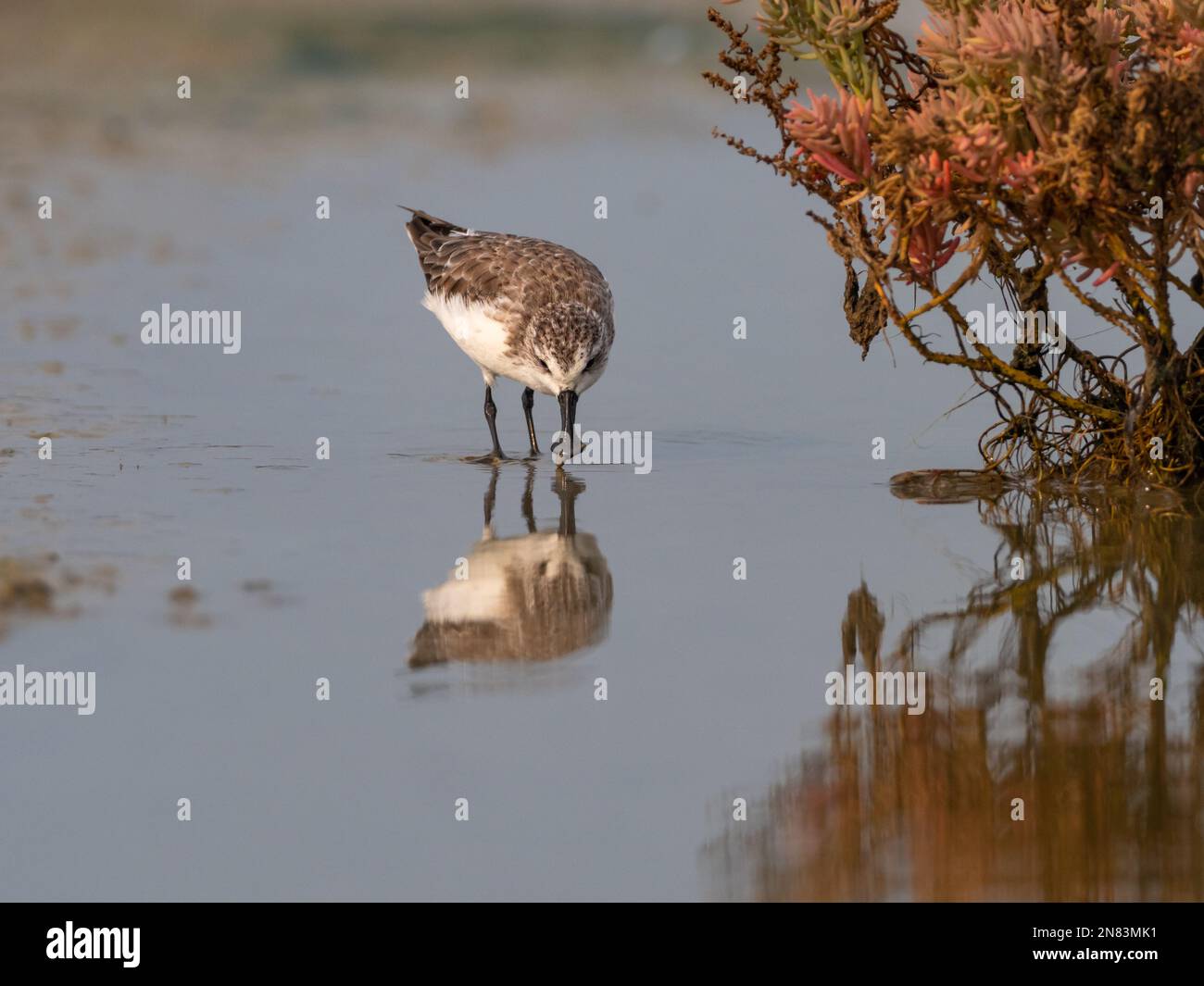 Spoon-billed Sandpiper, Calidris pygmaea, a critically endangered ...