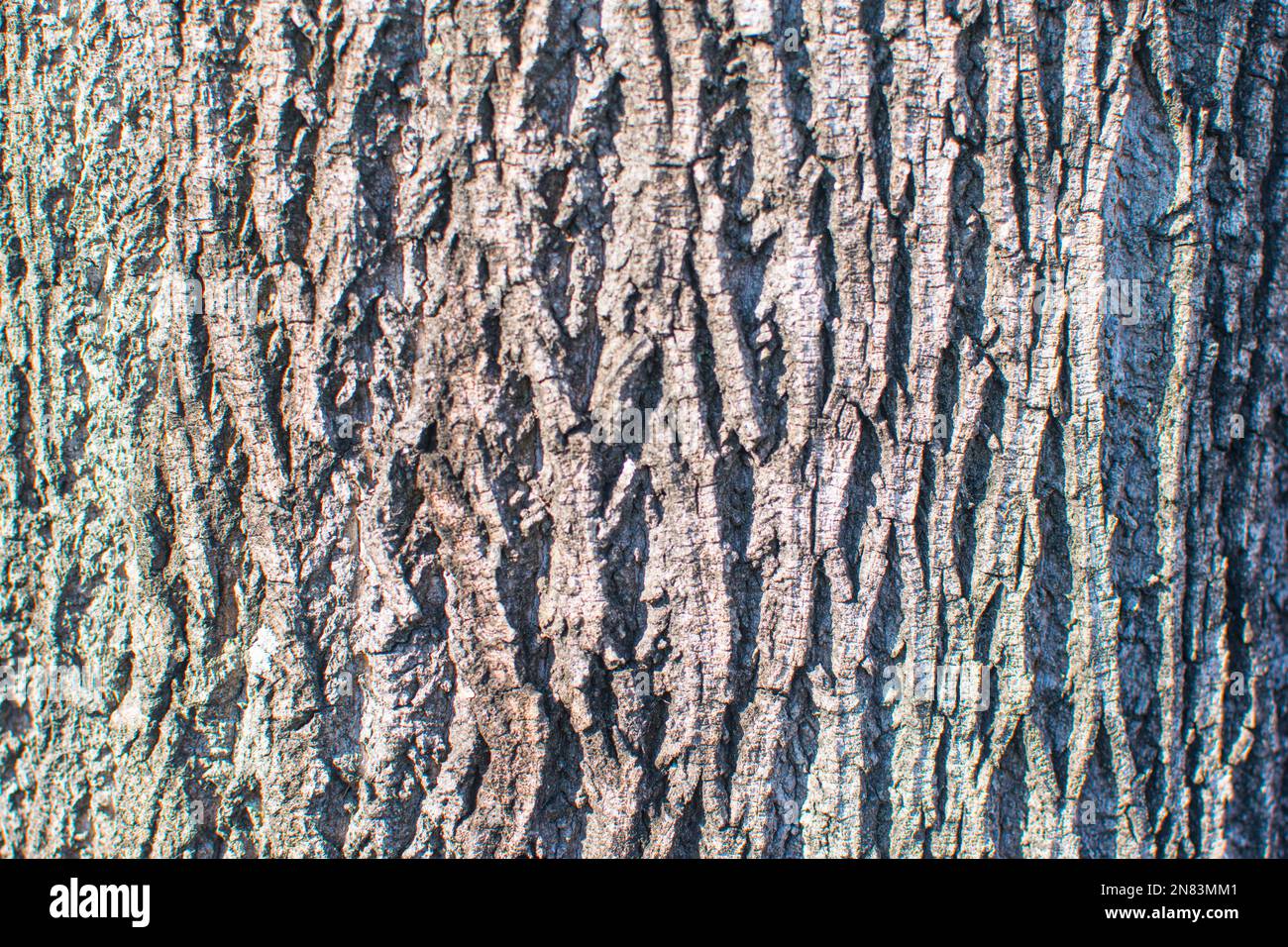 The rough weathered surface of tree bark Stock Photo - Alamy