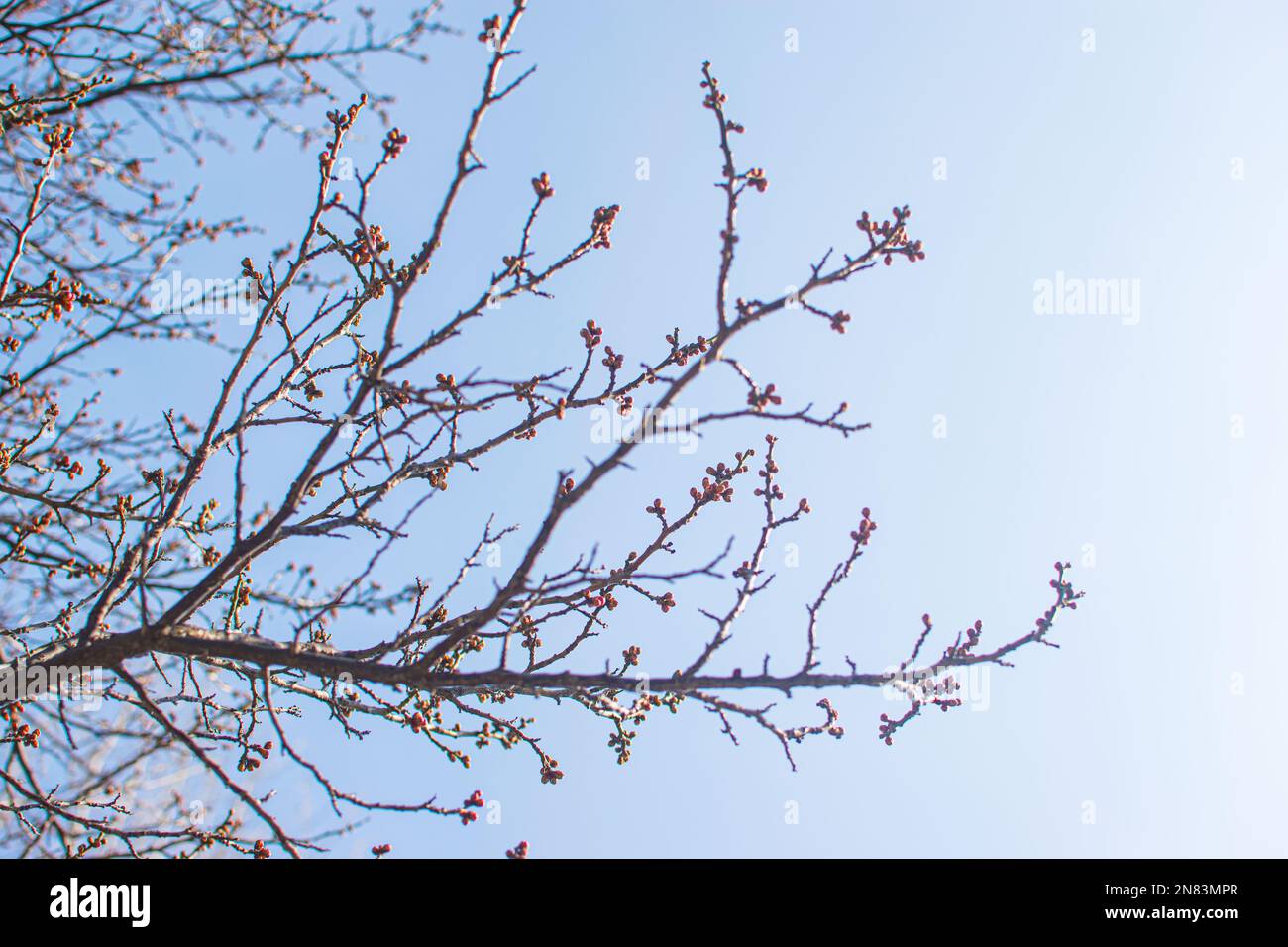 Corn plants with burned leaves growing against cloudy blue sky after ...