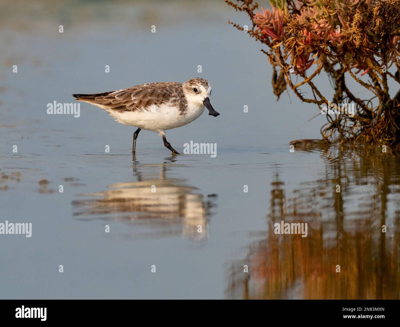 Spoon-billed Sandpiper, Calidris pygmaea, a critically endangered ...