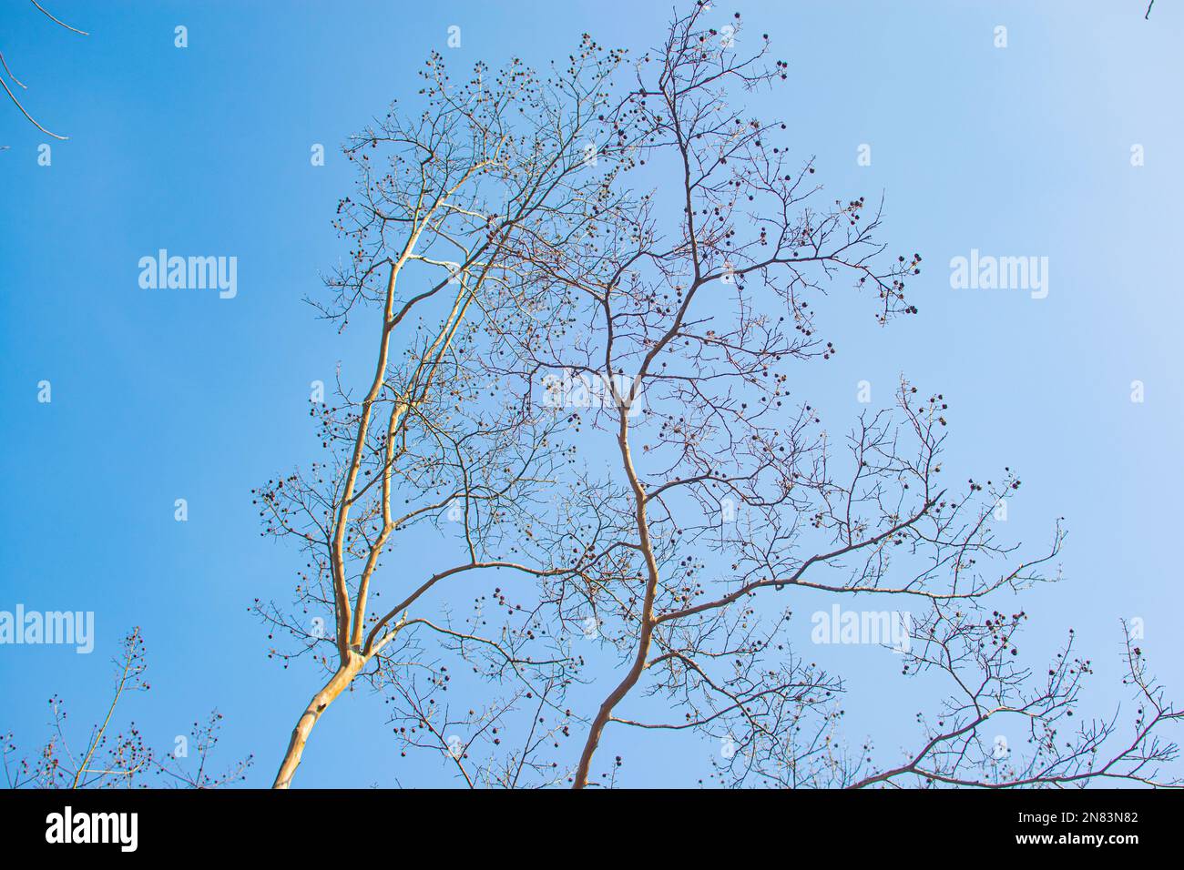 Corn plants with burned leaves growing against cloudy blue sky after ...