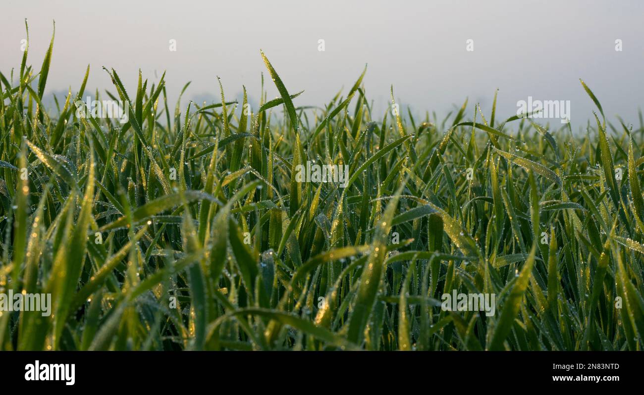 Young wheat plants growing on the soil, Amazingly beautiful endless ...