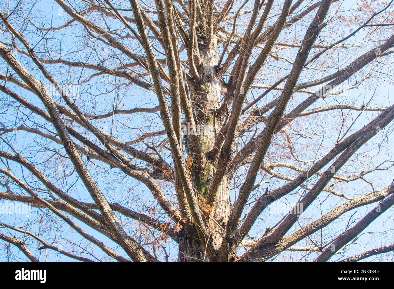 Corn plants with burned leaves growing against cloudy blue sky after ...