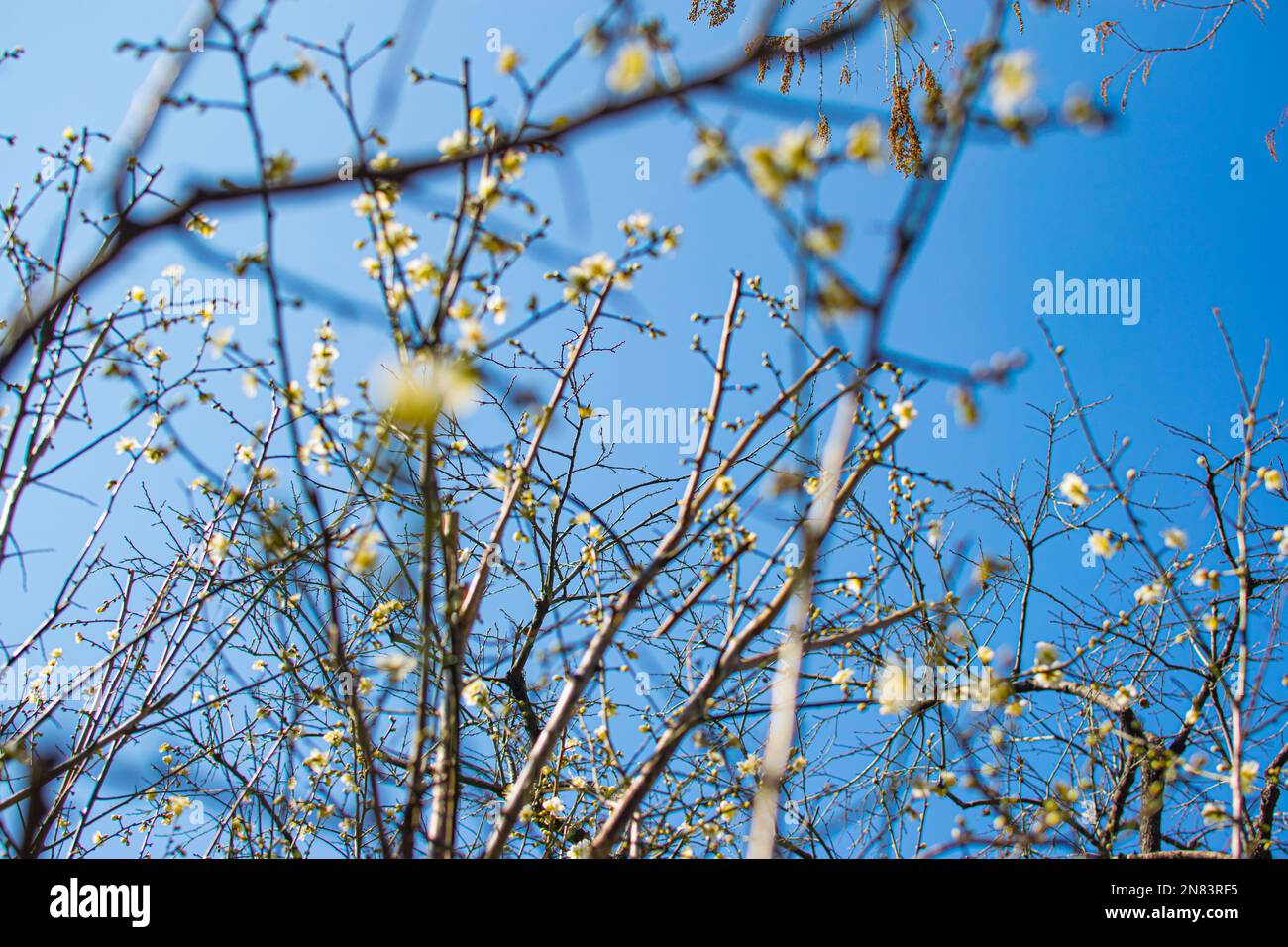 Corn plants with burned leaves growing against cloudy blue sky after ...