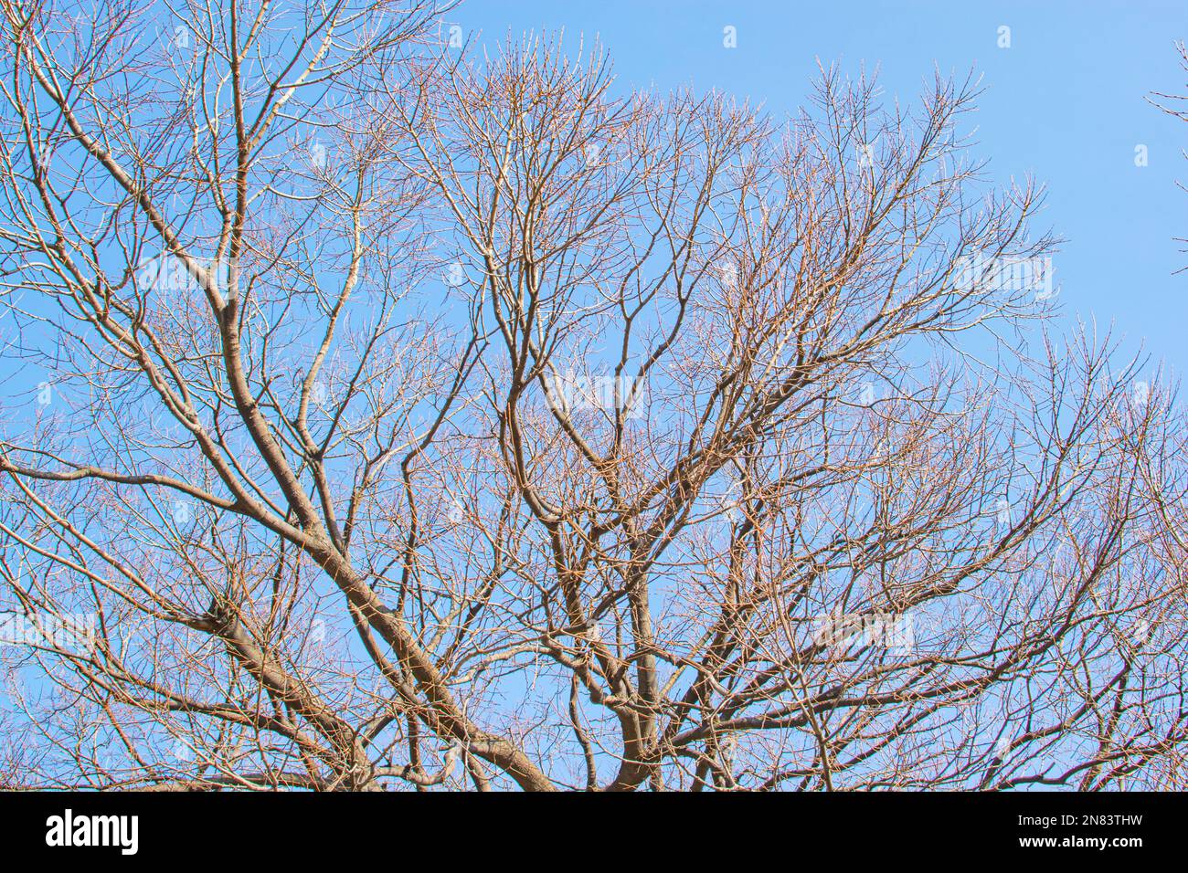 Corn plants with burned leaves growing against cloudy blue sky after ...