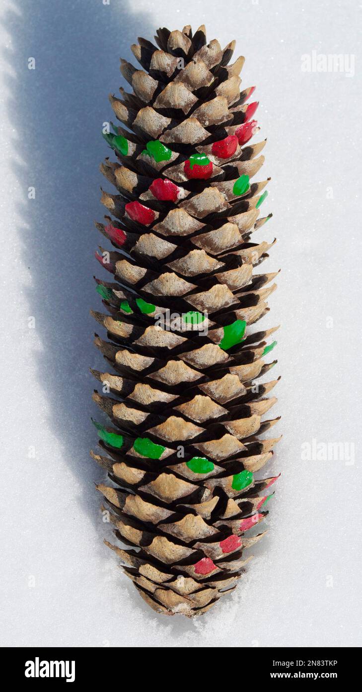 This undated photo shows a spruce cone with a marked fibonacci number ...