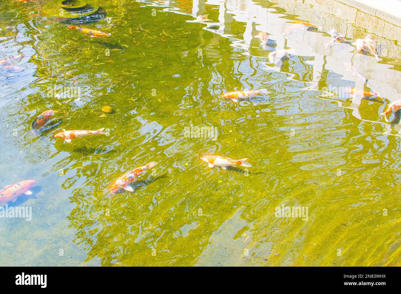 Group fancy carp underwater hi-res stock photography and images - Alamy