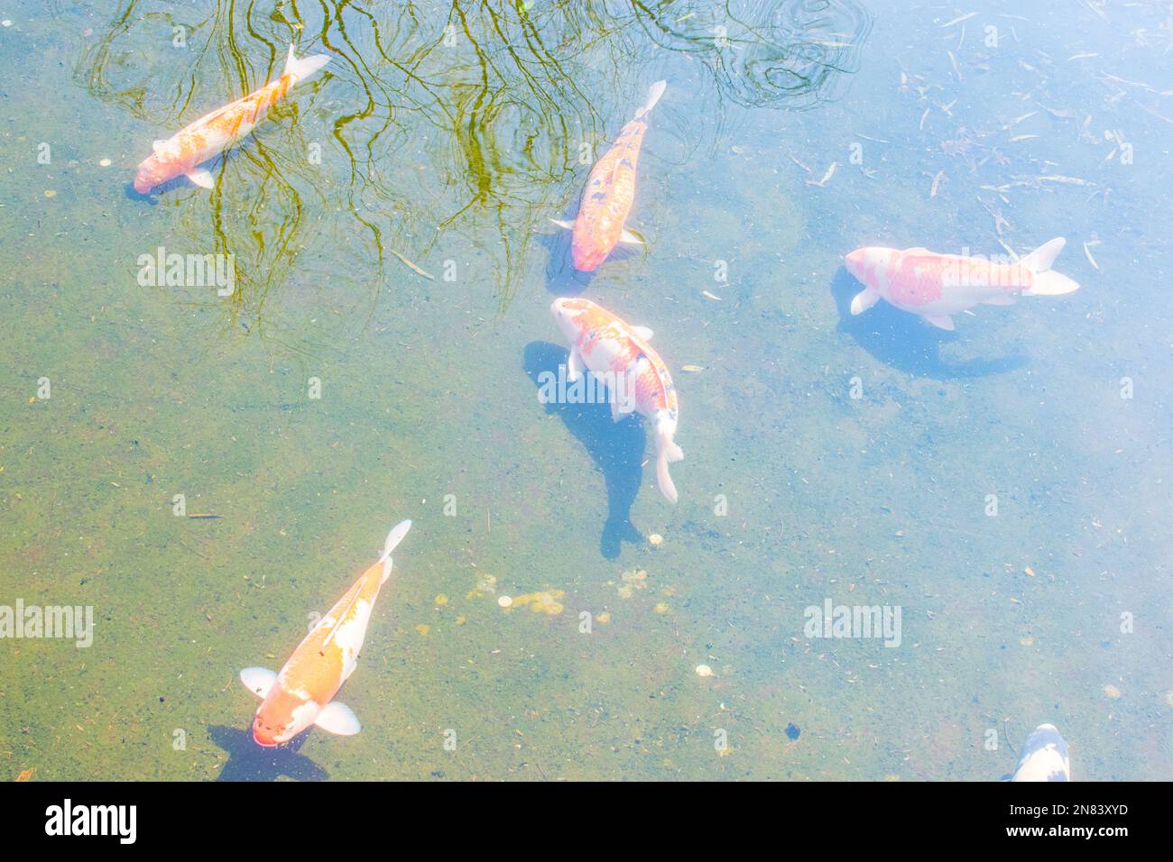 Top view fishes swimming in hi-res stock photography and images - Alamy