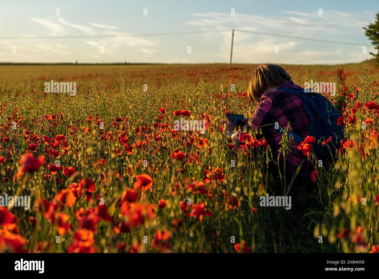 A lady photographs a field of Poppies - Papaver rhoeas on her mobile ...