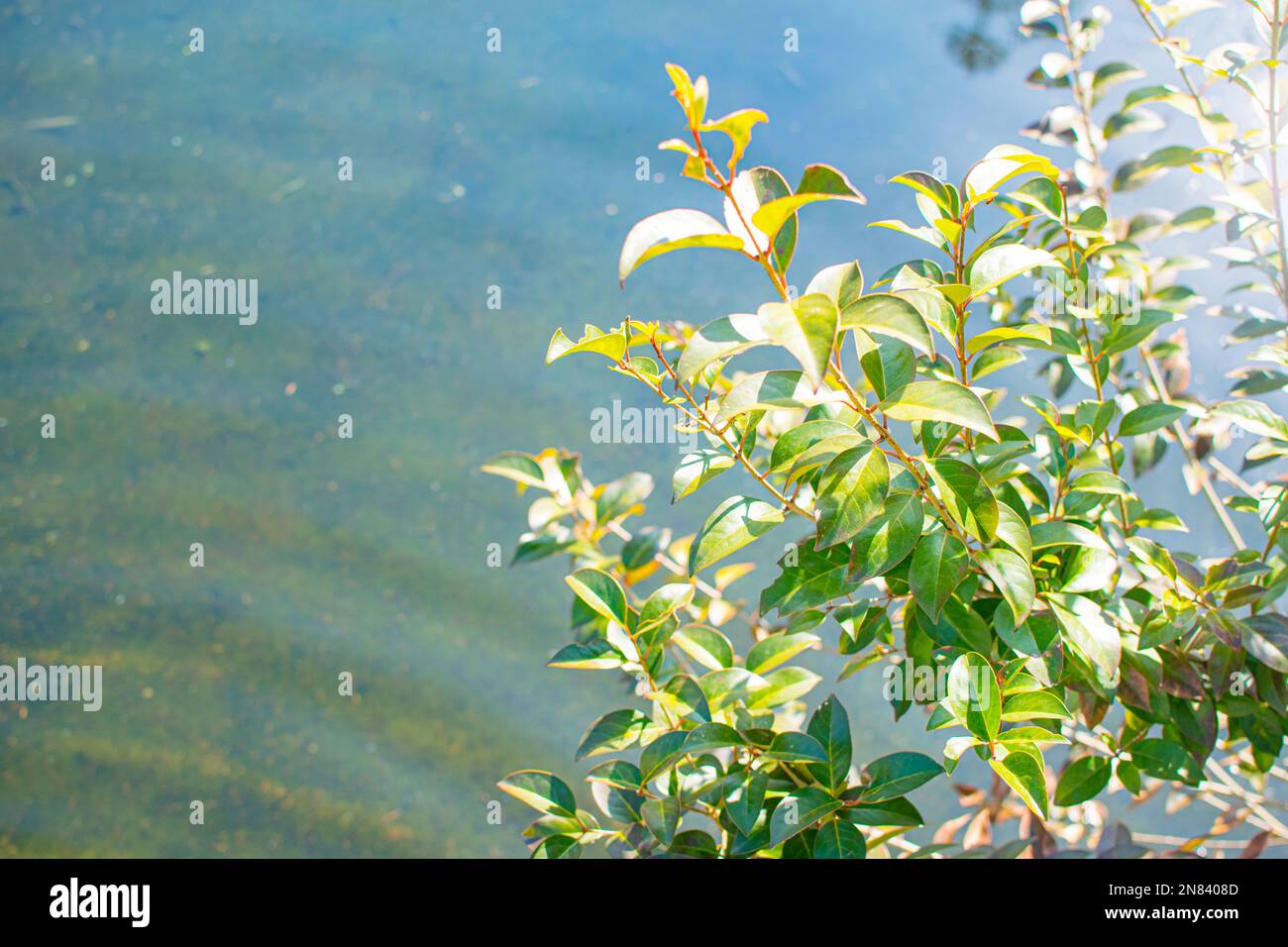 Group fancy carp underwater hi-res stock photography and images - Alamy