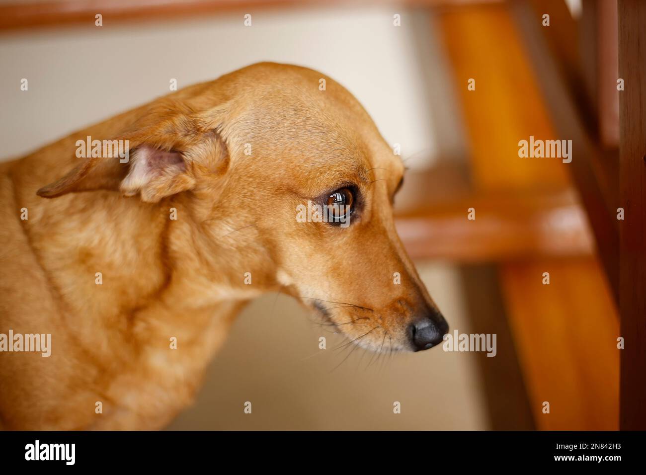 small animal dachshund puppy attentive and with down ears in yellow ...