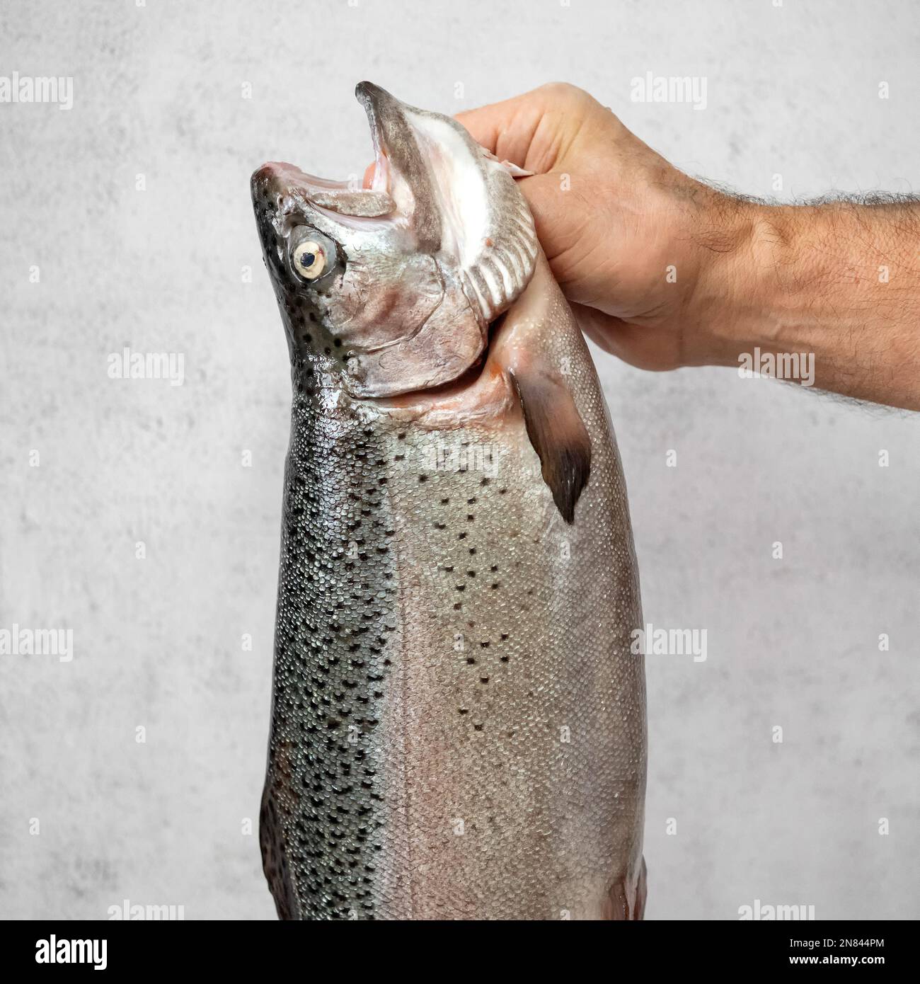 Large fresh raw fish rainbow trout in the hands of a man on a light ...