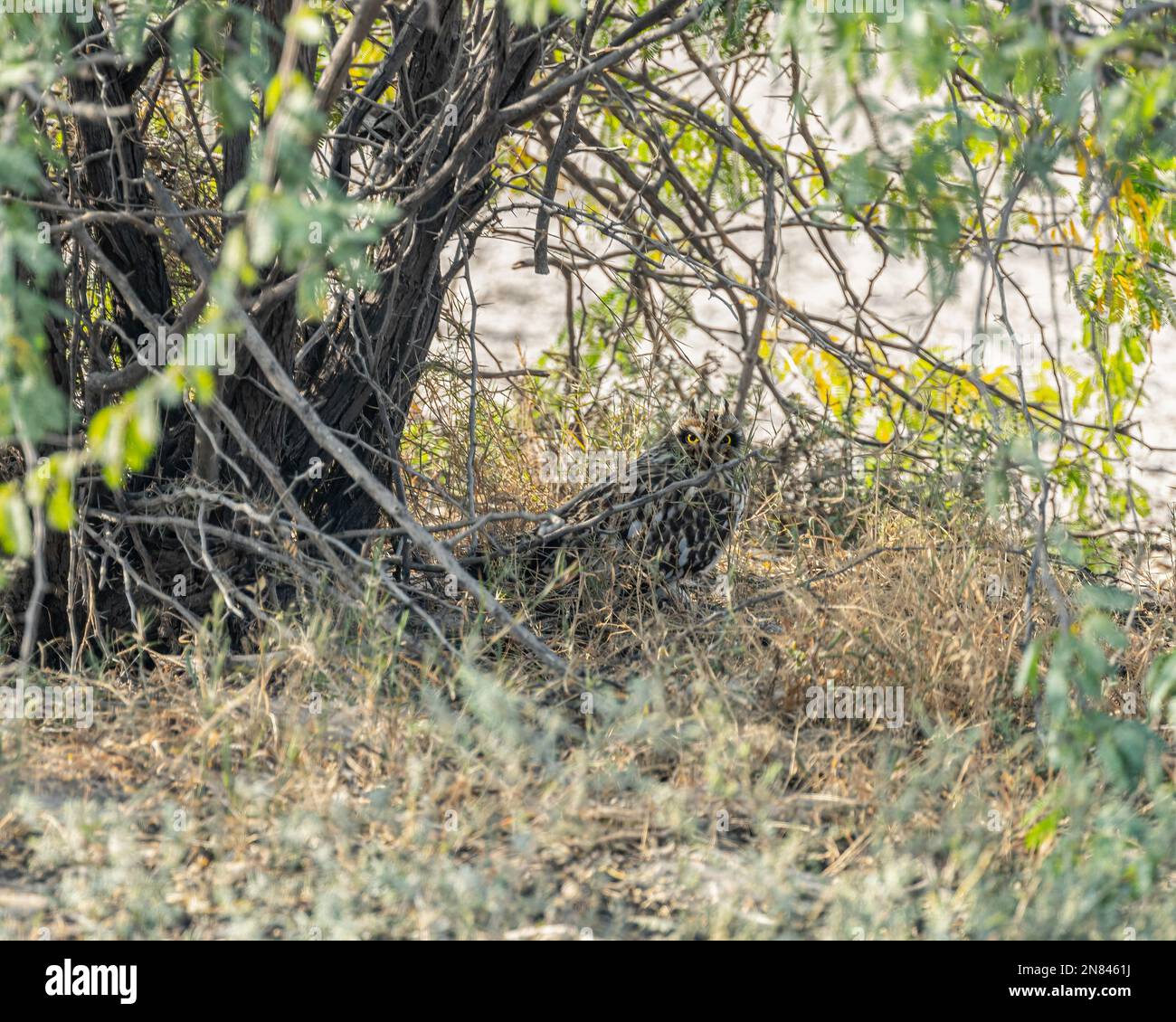 A short-eared owl under a bush Stock Photo - Alamy