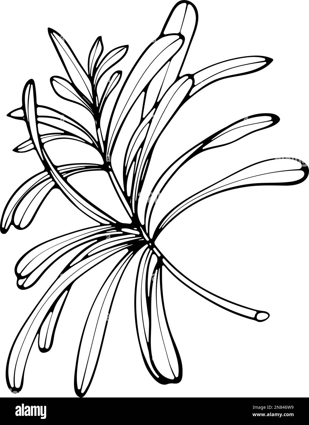 Branch of rosemary line art Stock Vector Image & Art - Alamy