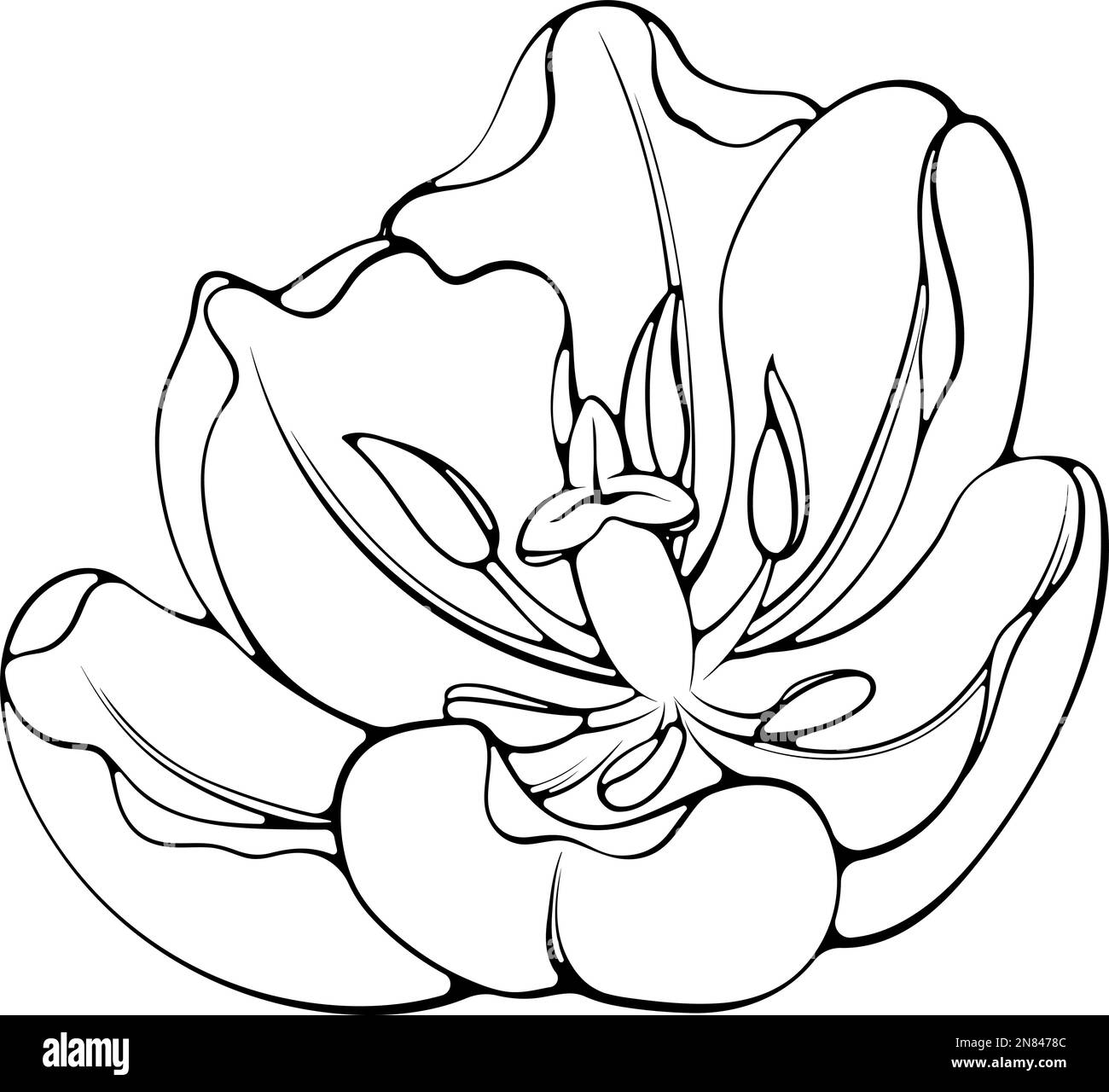 Tulip line art hi-res stock photography and images - Alamy