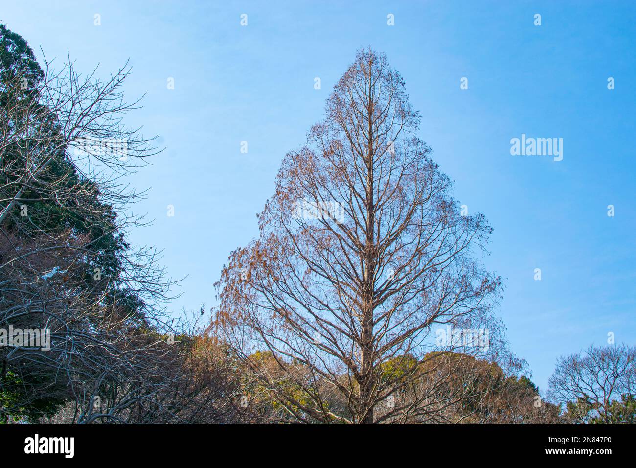 Corn plants with burned leaves growing against cloudy blue sky after ...