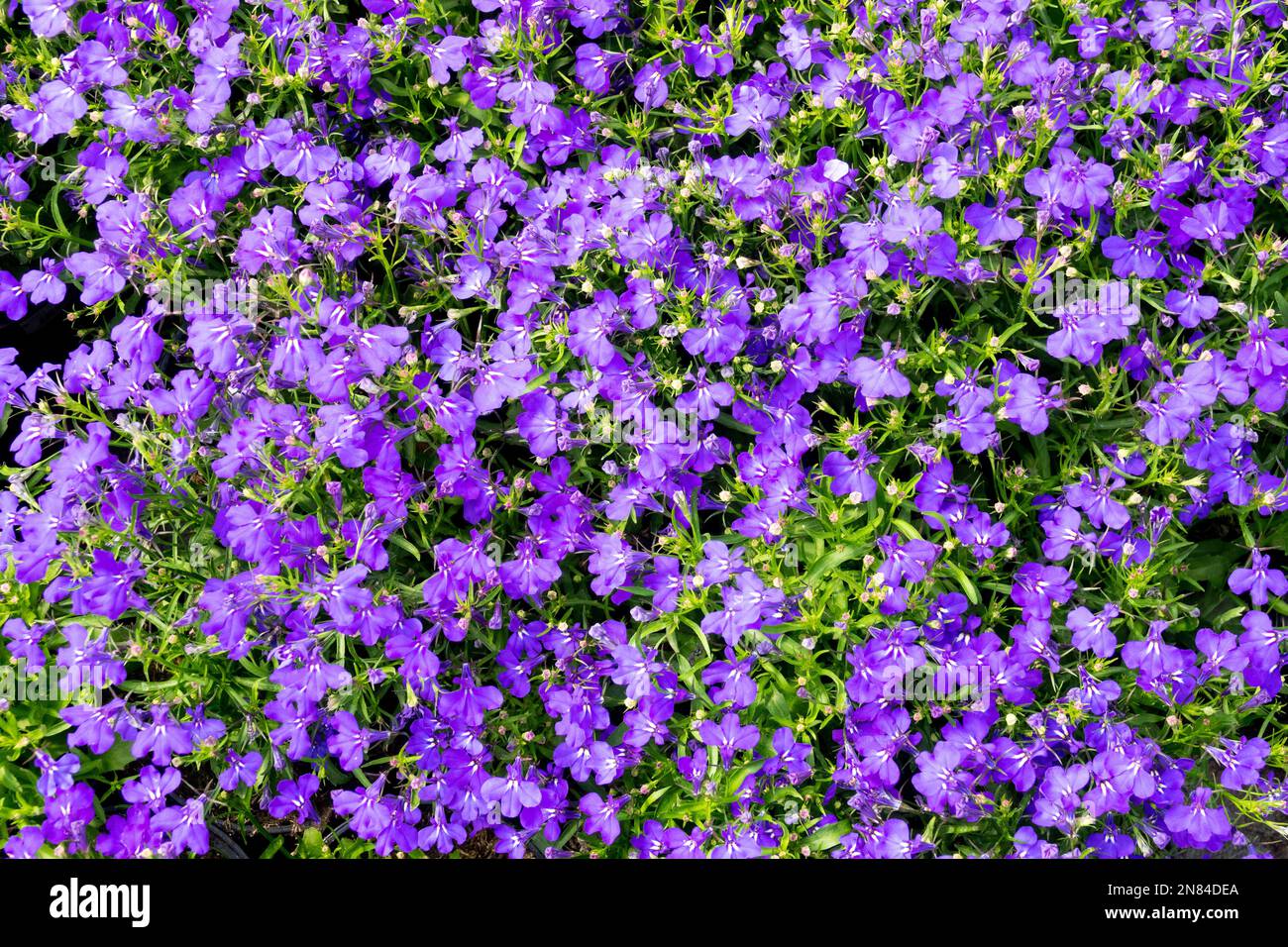 Annual Lobelia, Lobelia pendula, Lobelia erinus, Blue, Flowers, Lobelia ...