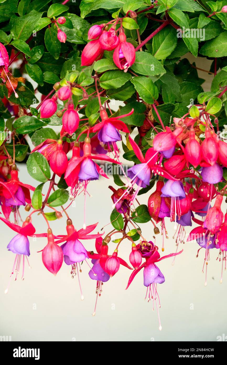 Fuchsia hybrida, Fuchsia Ringwood Market, Fuchsia Stock Photo - Alamy