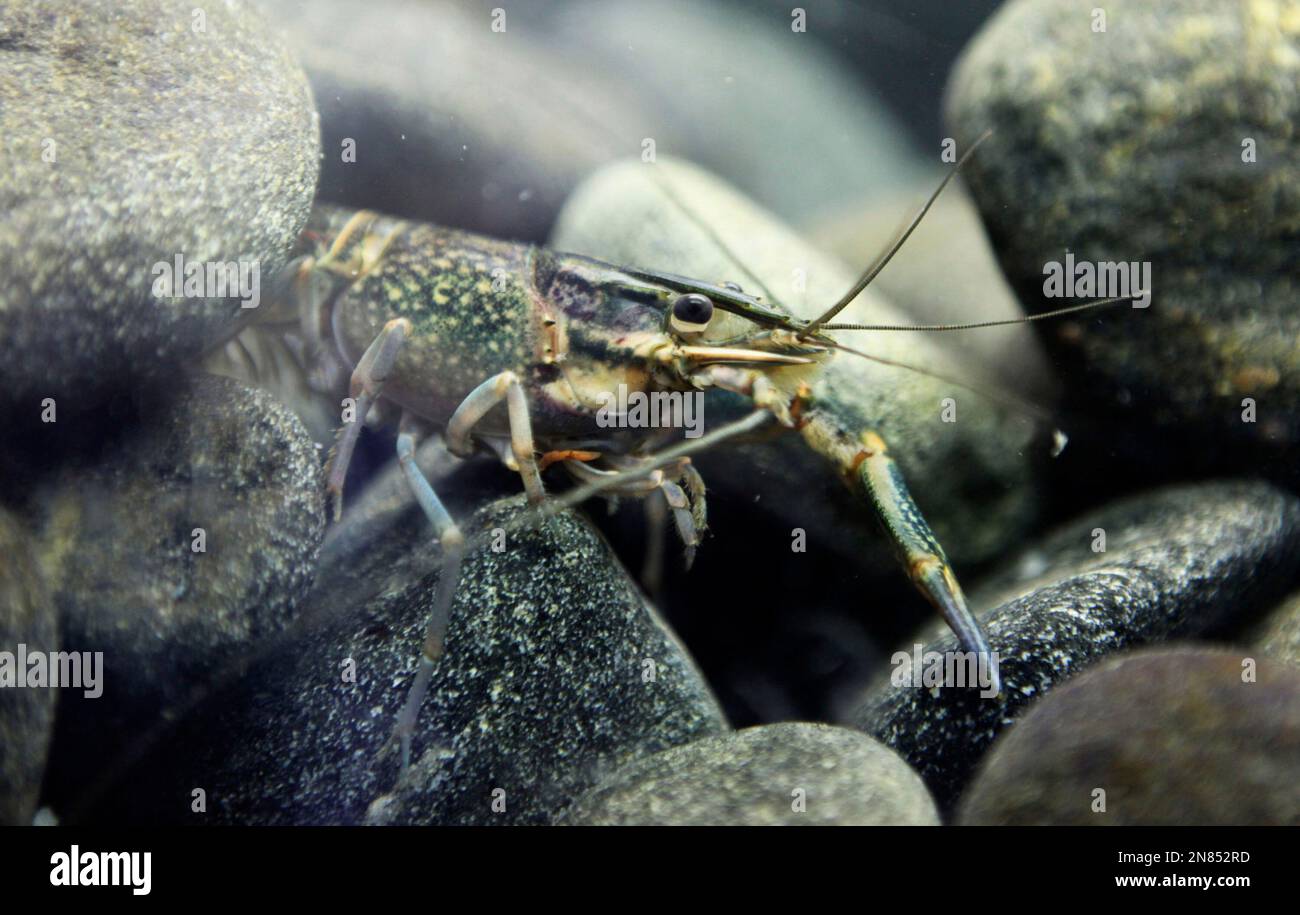 In this photo taken Thursday, Jan. 24, 2013, a red claw crayfish is ...