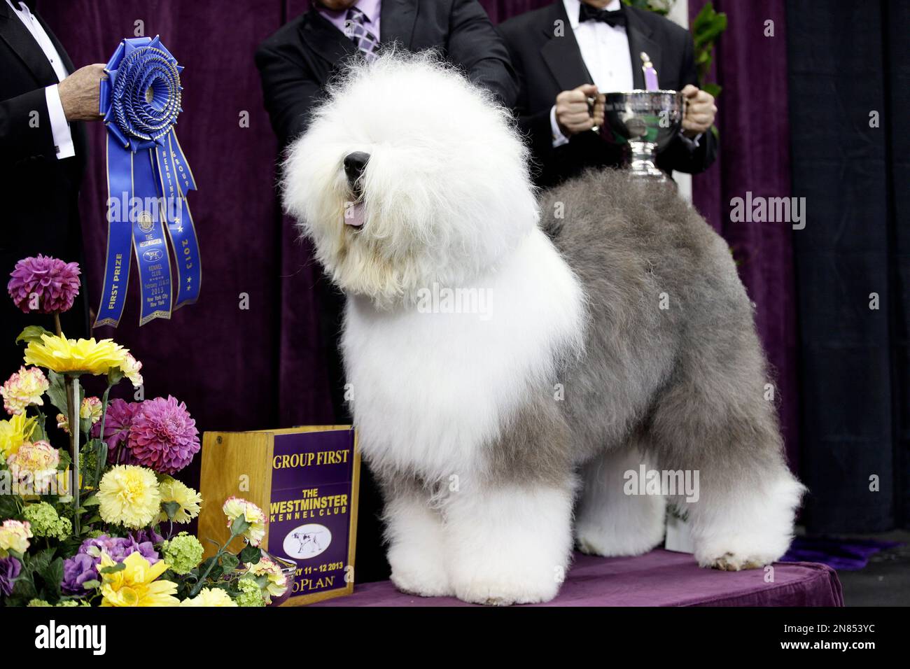 Swagger, an Old English Sheep Dog, is posed for photographs after ...