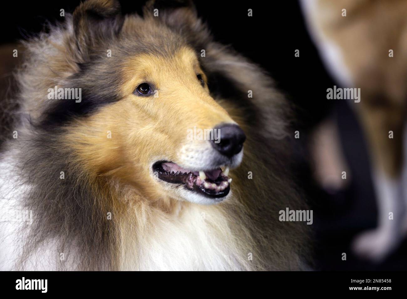 A rough collie waits to compete in the herding group during the ...