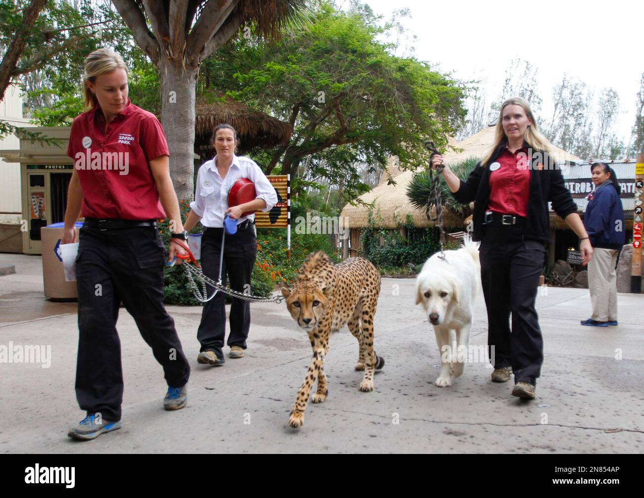 In this Nov. 29, 2012 photo, cheetah keepers Shannon Smith, left, Kim ...