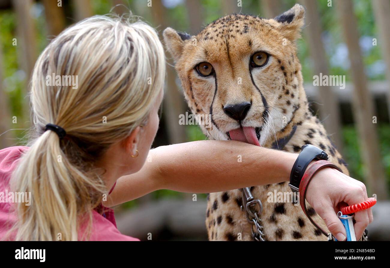 In this Nov. 29, 2012 photo, Keeper Shannon Smith gets a lick from ...