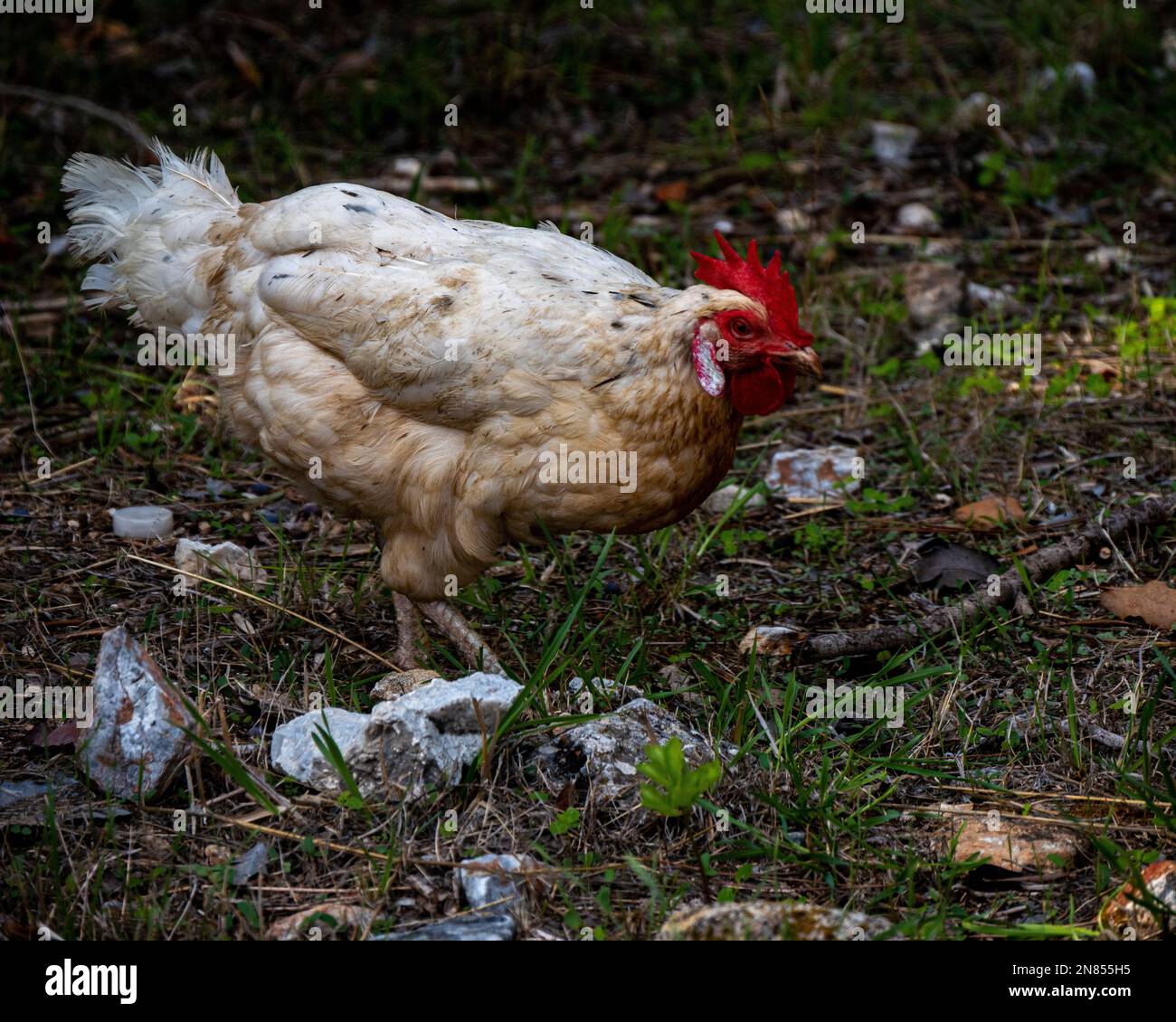 The close-up profile view of a Bresse Gauloise on grass Stock Photo - Alamy