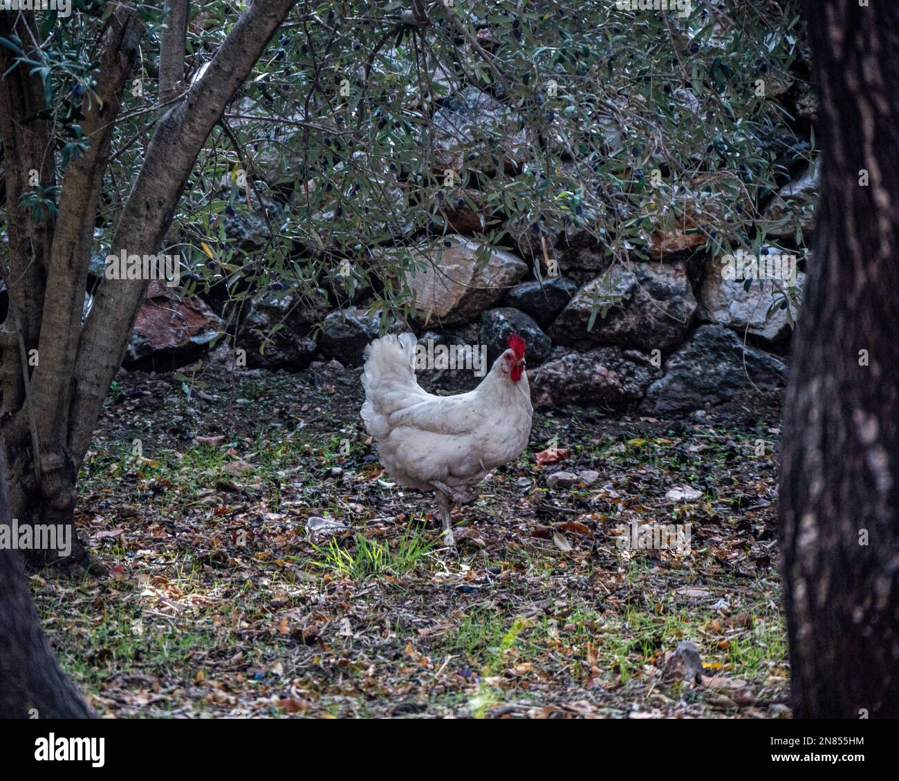 The close-up profile view of a Bresse Gauloise chicken perching with ...