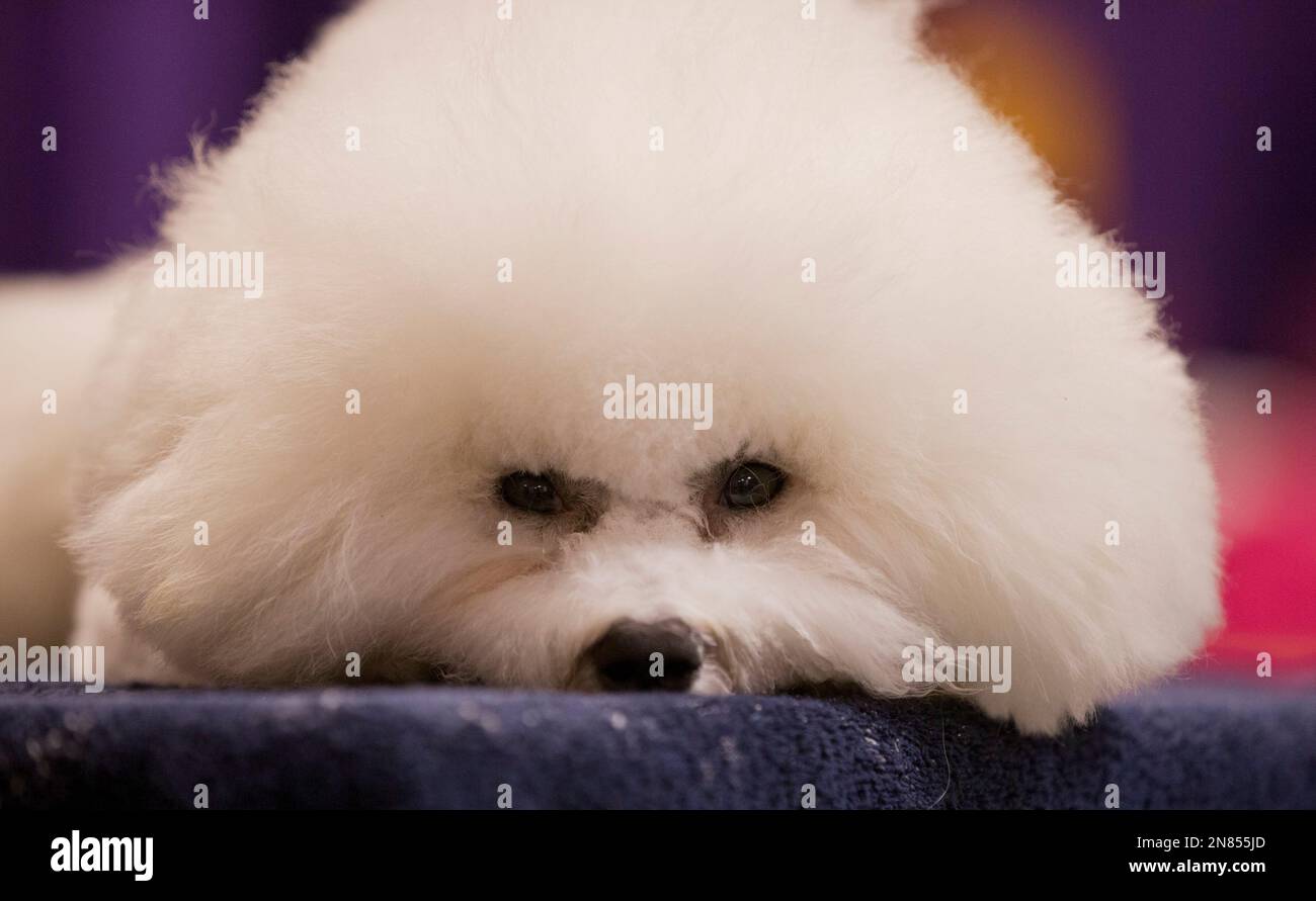 A Bichon Frise rests before competing in the The Westminster Kennel ...