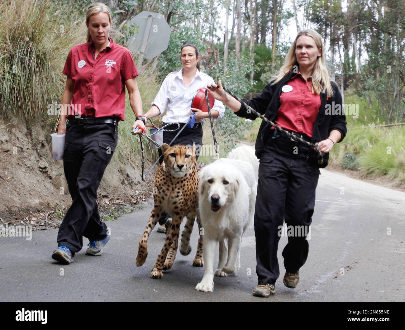 In this Nov. 29, 2012 photo, cheetah keepers Shannon Smith, left, Kim ...