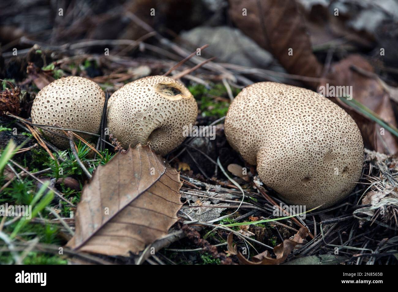 Puffball cluster hi-res stock photography and images - Alamy