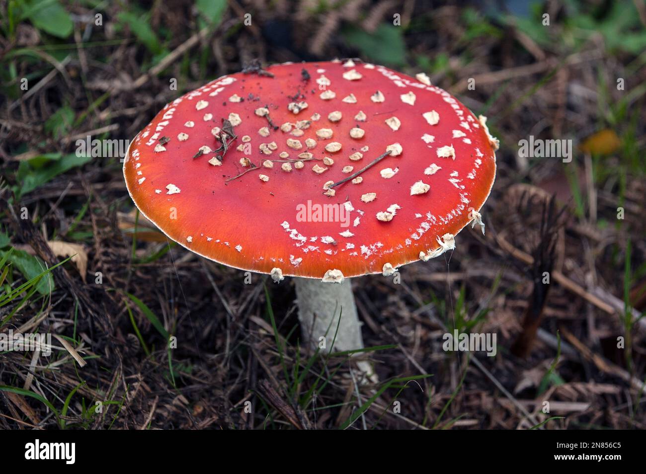 White spots toadstool hi-res stock photography and images - Alamy