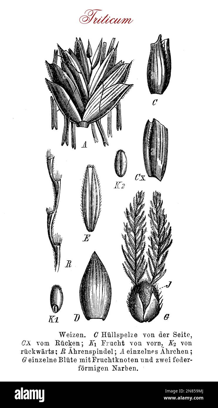 Seeds of all descriptions hi-res stock photography and images - Alamy