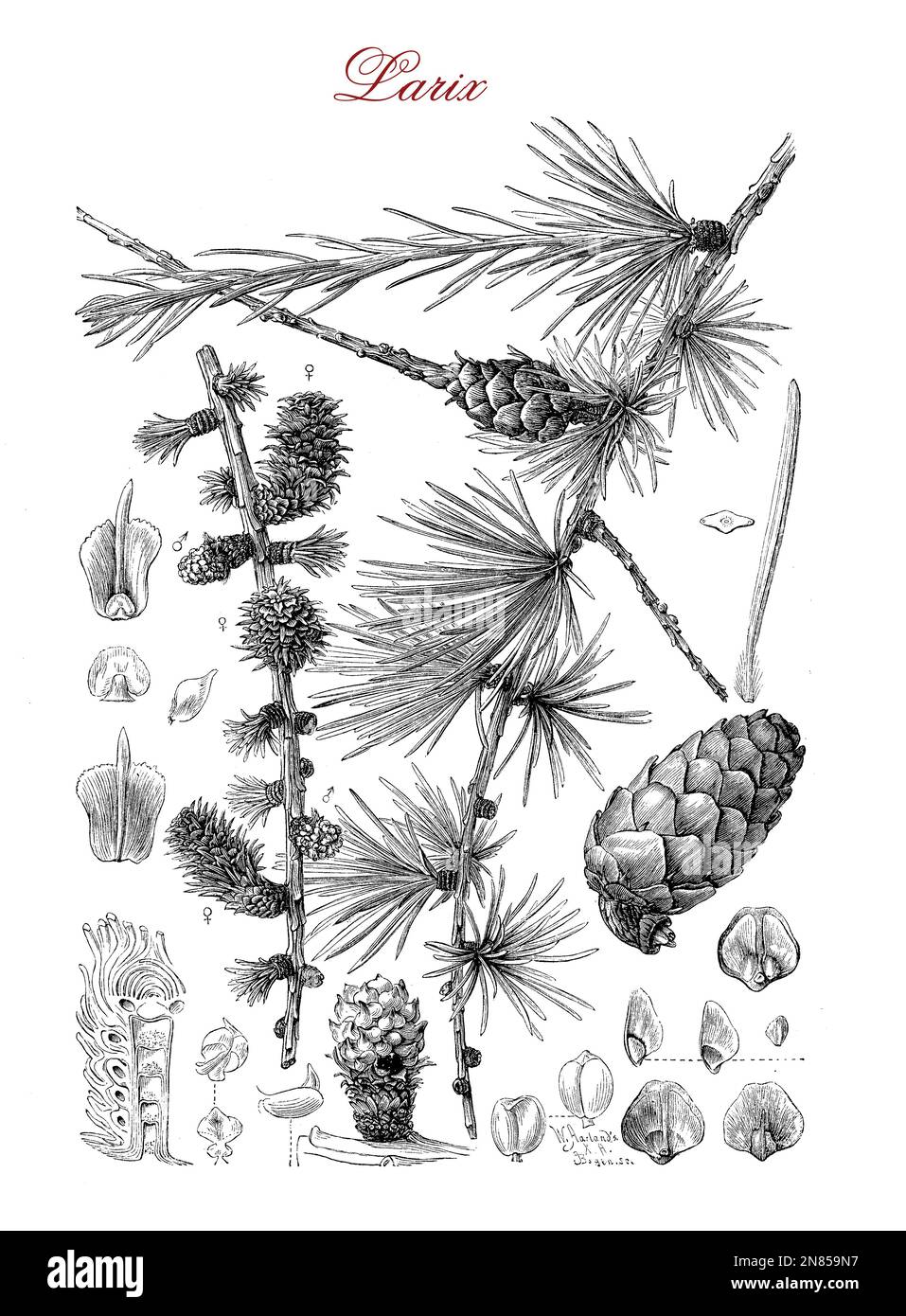 European larch is deciduous coniferous tree with needle-like leaves ...