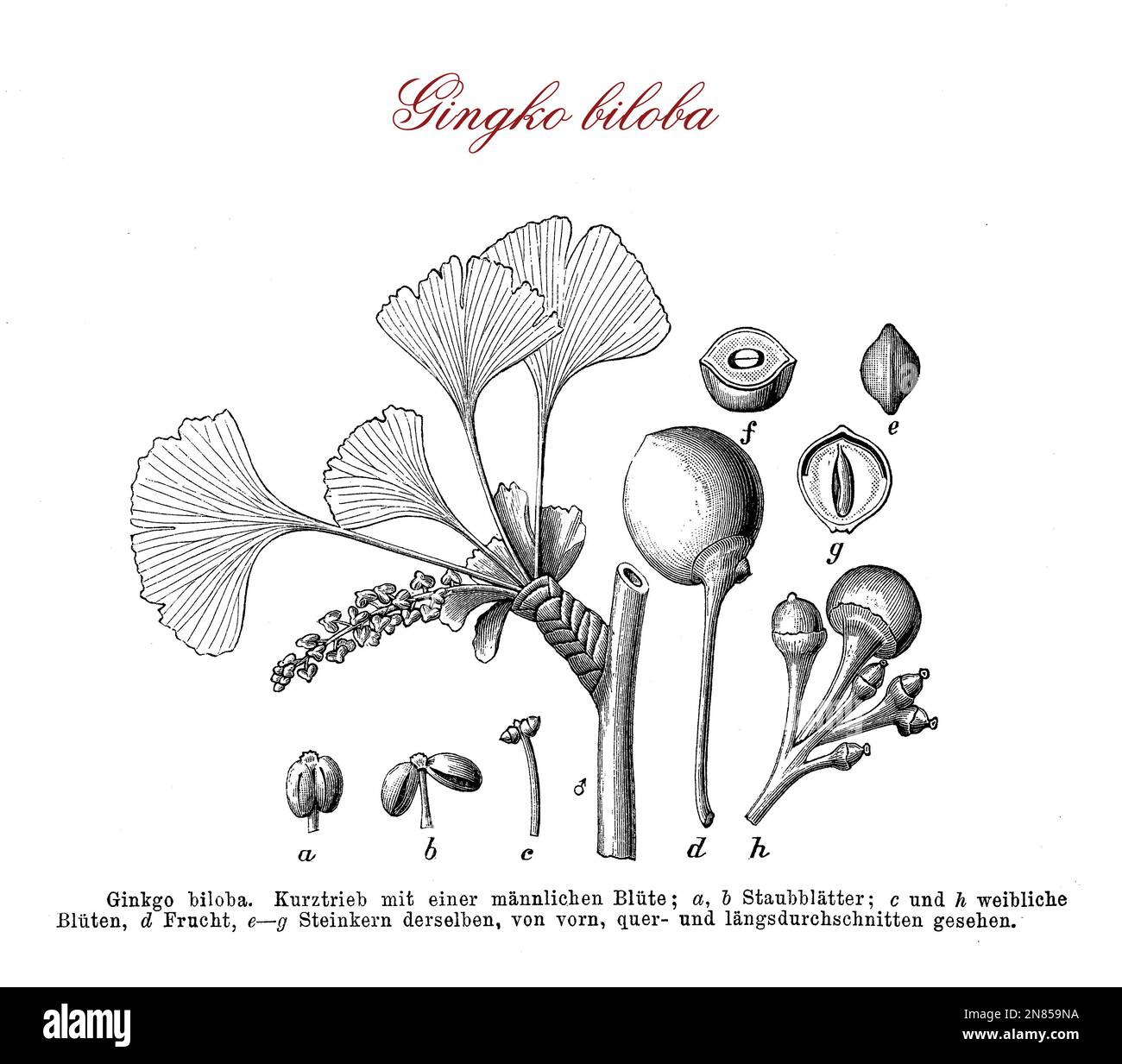 Ginkgo Biloba Tree Diagram