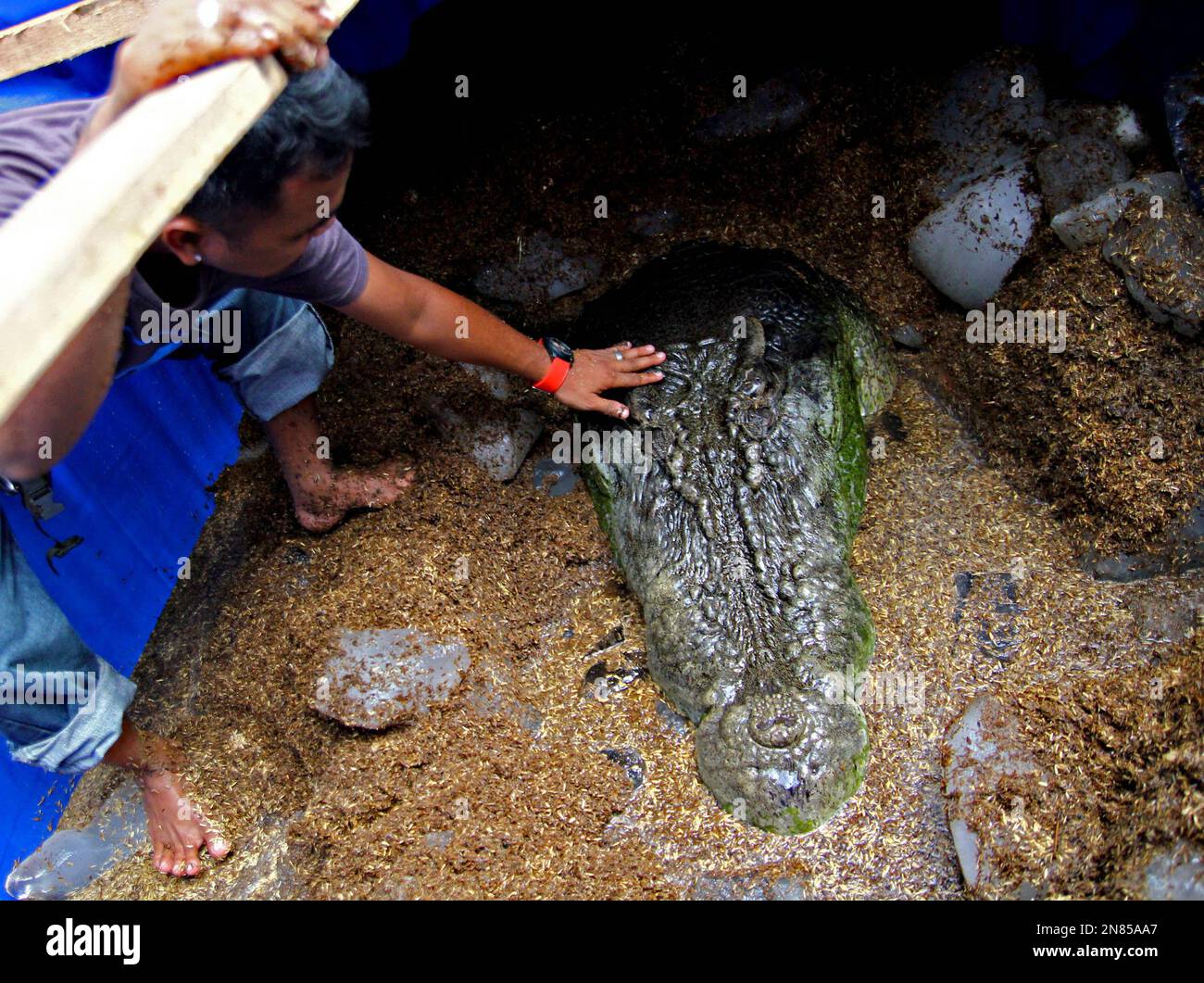A worker touches "Lolong," the world's largest saltwater crocodile in ...