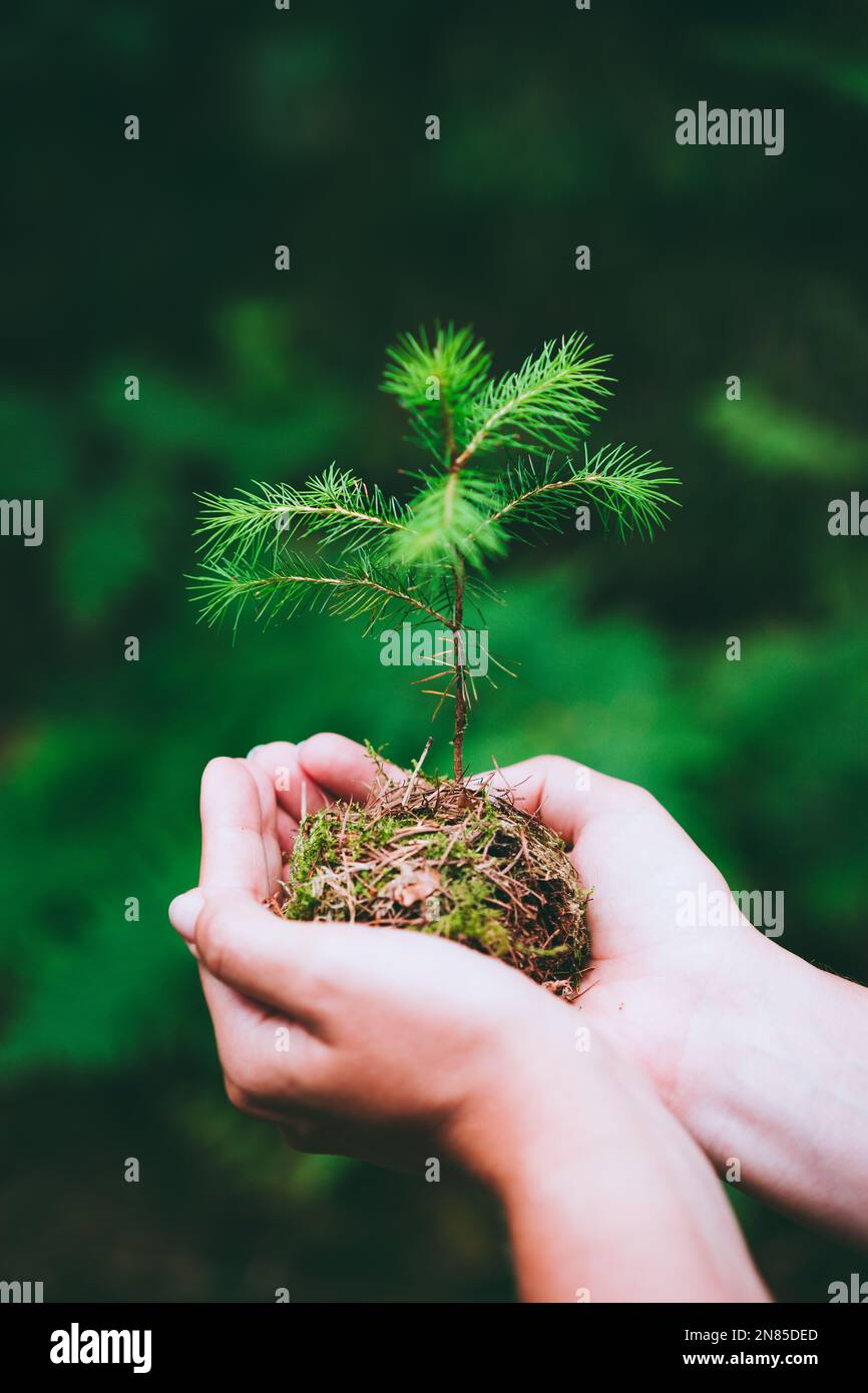 Female hand holding sprout wild pine tree in nature green forest. Earth ...