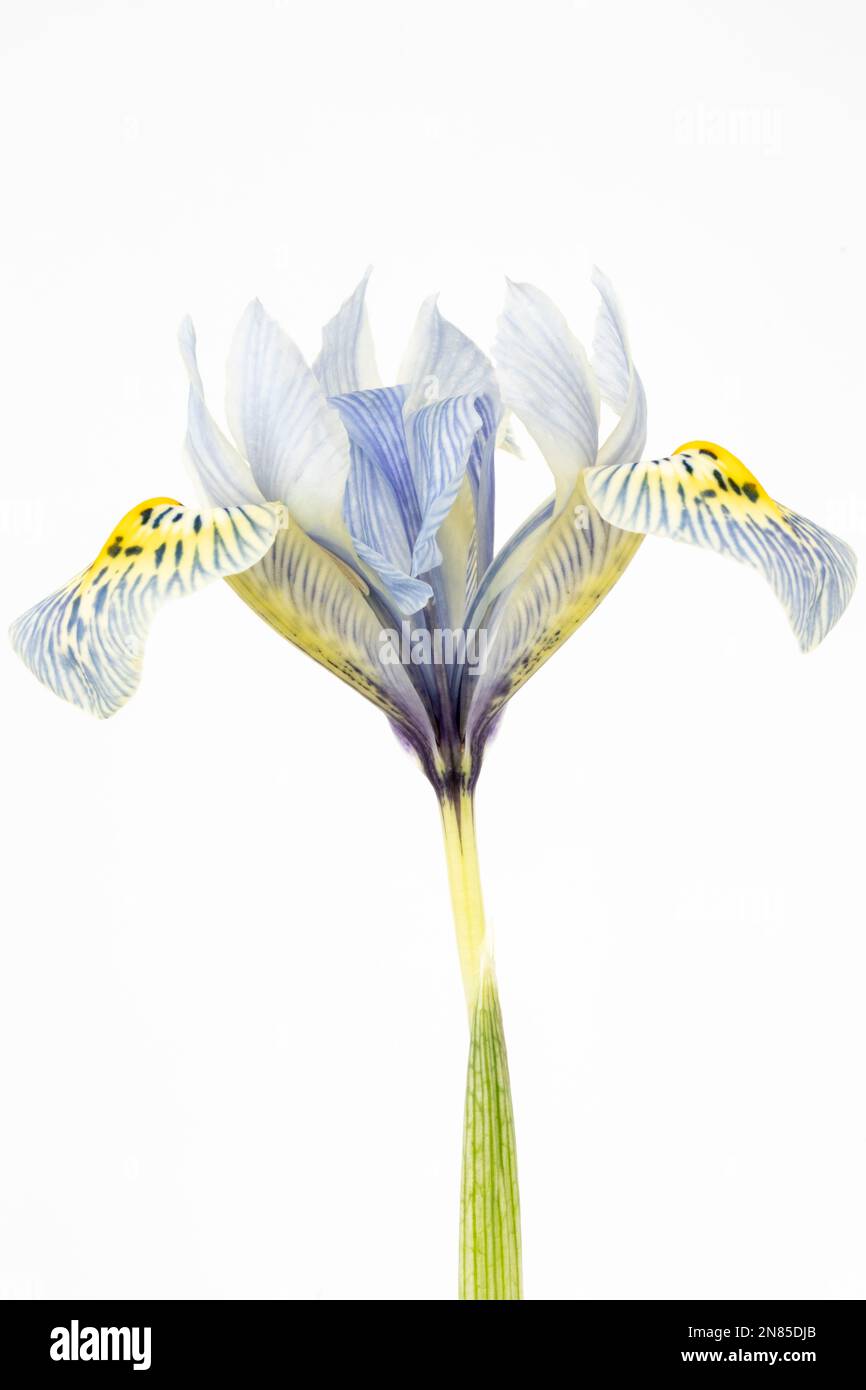 Closeup image of a Iris reticulata against a white background Stock ...