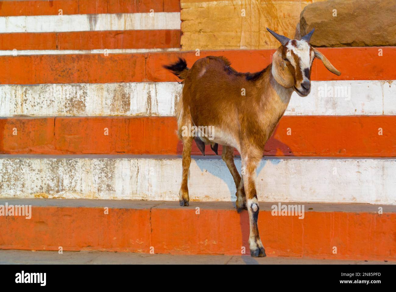 Varanasi, Uttar Pradesh, India, A goat standing on the stairs at a ghat ...