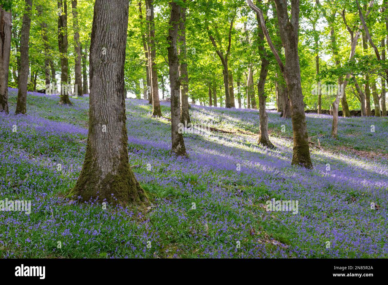 Mass of spring bluebells in deciduous woodland near Harlech in North ...