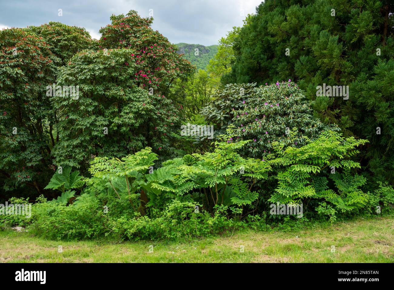 Spring day at Plas Tan-y-Bwlch gardens near Maentwrog, Gwynedd ...