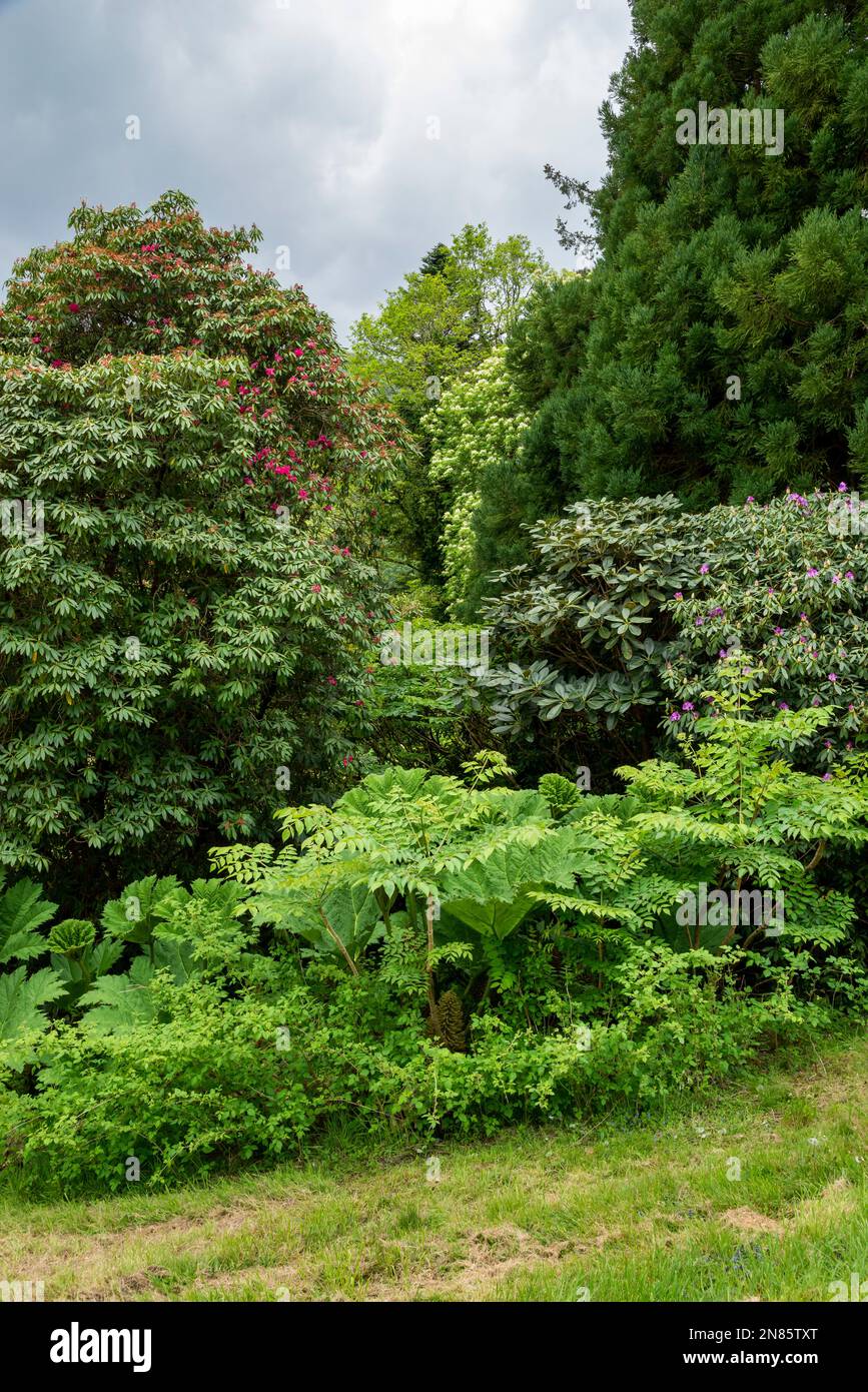 Spring day at Plas Tan-y-Bwlch gardens near Maentwrog, Gwynedd ...